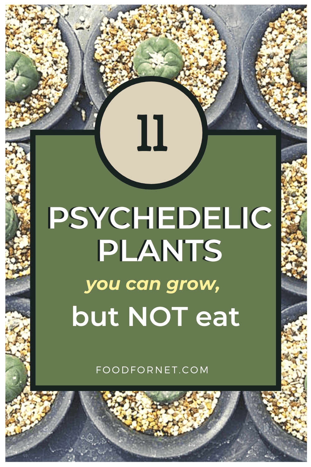 11 Psychedelic Plants You Can Grow But Not Eat! | Food For Net