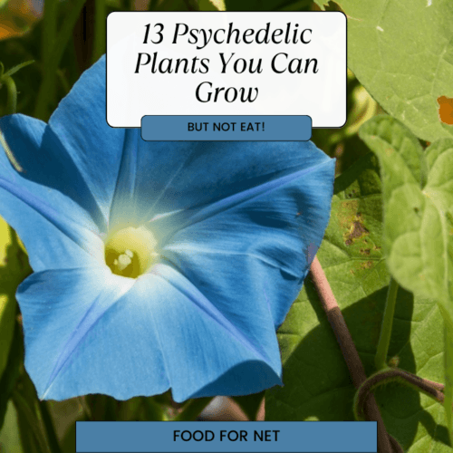 How to Propagate Sage from Cuttings: A Beginner’s Guide | Food For Net