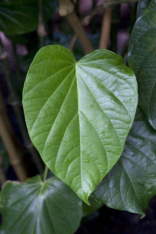 11 Psychedelic Plants You Can Grow But Not Eat! | Food For Net