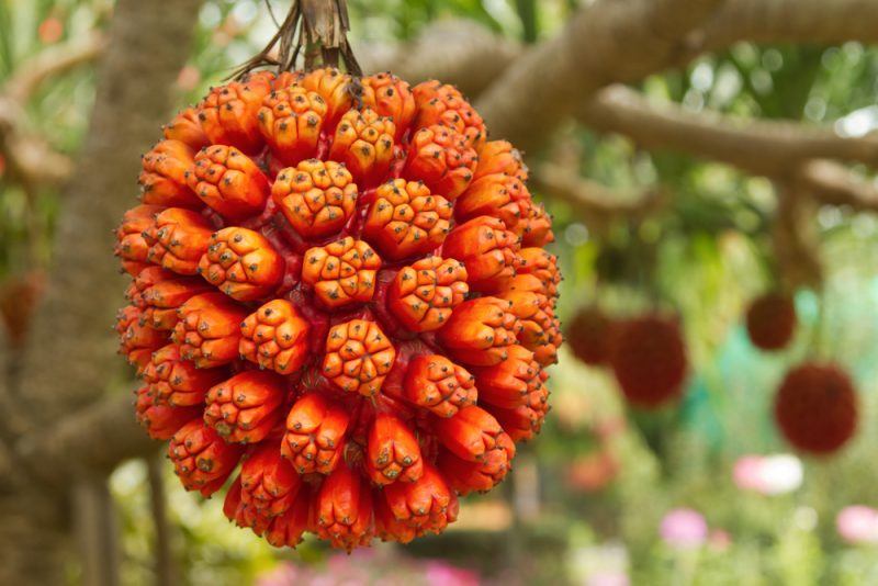 73 Exotic Fruits From Around The World (With Pictures!) | Food For Net
