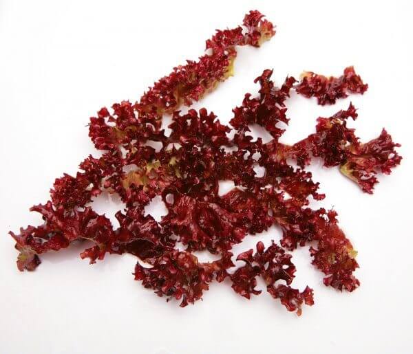 36 Weird Vegetables You've Never Seen Before! | Food For Net