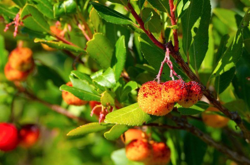 73 Exotic Fruits From Around The World (With Pictures!) | Food For Net