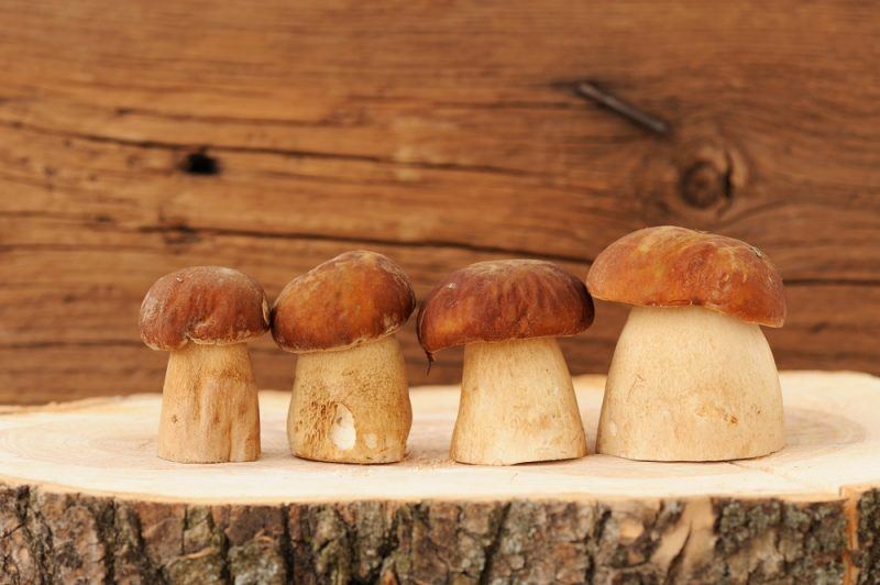 26 Exotic And Wild Mushrooms Great For Rustic & Exquisite Cuisine ...