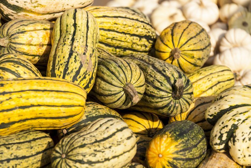 20 Squash Varieties To Look For In Your Farmer's Market This Autumn ...