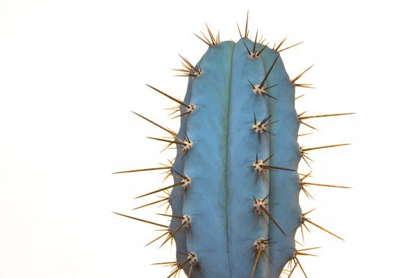 11 Psychedelic Plants You Can Grow But Not Eat! | Food For Net