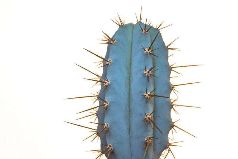 11 Psychedelic Plants You Can Grow But Not Eat! | Food For Net