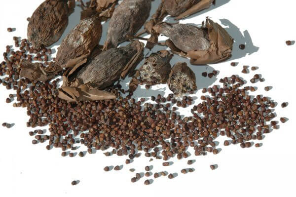 32 Rare Spices To Jumpstart Any Everyday Kitchen | Food For Net