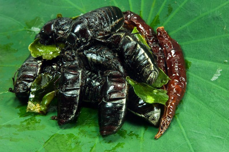 50 Creepy Crawly Bugs You Can (And Should) Eat | Food For Net