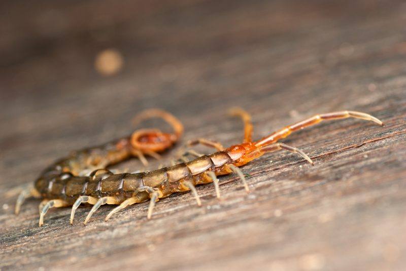 50 Creepy Crawly Bugs You Can (And Should) Eat | Food For Net