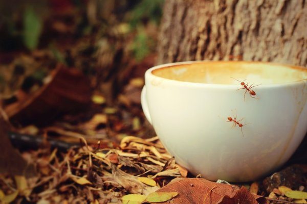 14 Innovative Ways of Reusing Spent Coffee Grounds | Food For Net