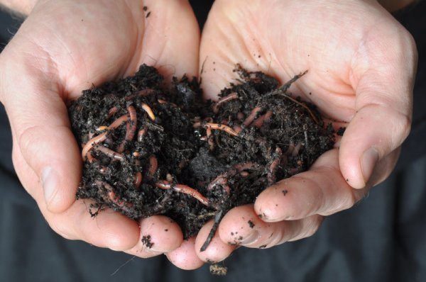 14 Innovative Ways of Reusing Spent Coffee Grounds | Food For Net