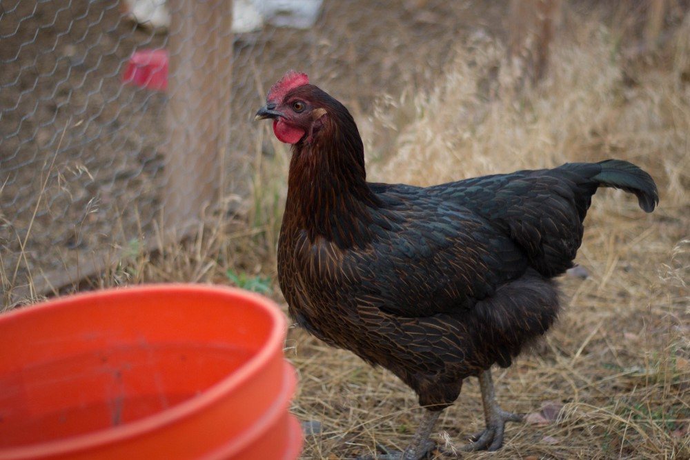 14 Best Laying Hens For Your Backyard Or Homestead | Food For Net