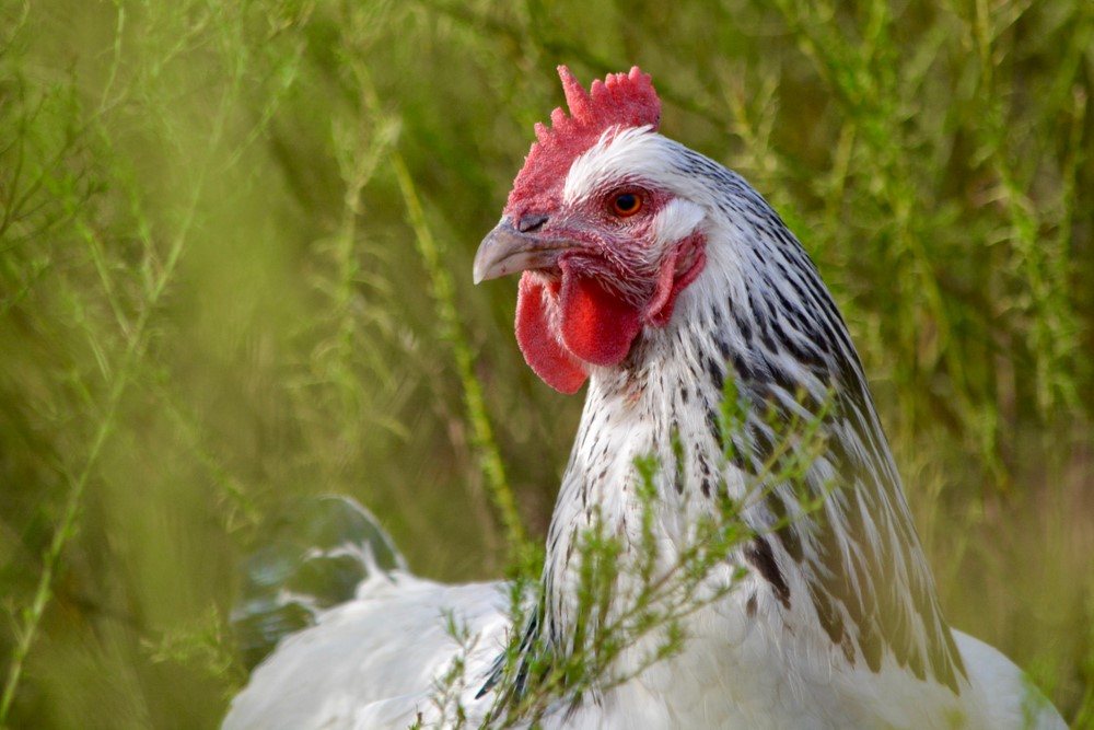 22 Best Meat Chickens You Can Raise Yourself | Food For Net