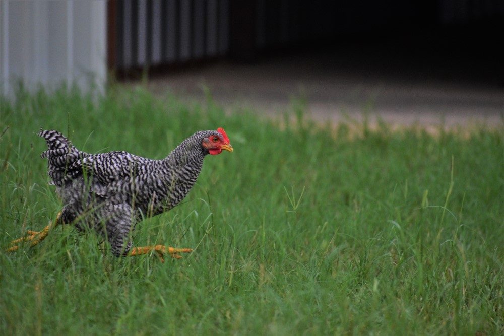 22 Best Meat Chickens You Can Raise Yourself | Food For Net