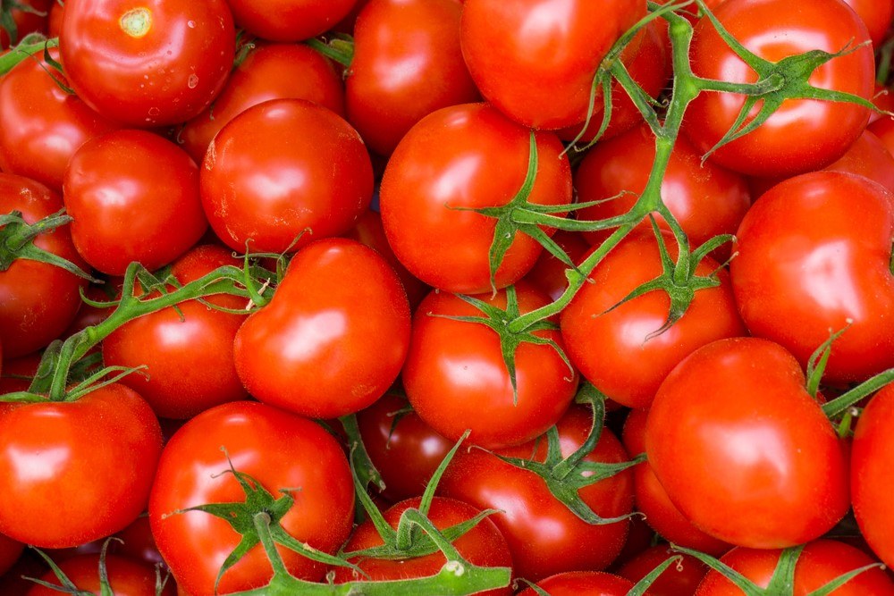 The Best Tomato Varieties For Your Home Garden | Food For Net