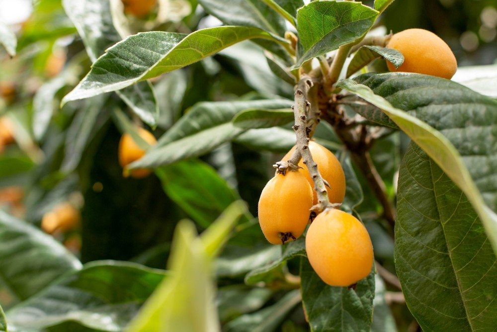 26 Exotic Fruits In Hawaii To Tempt Your Tastebuds | Food For Net