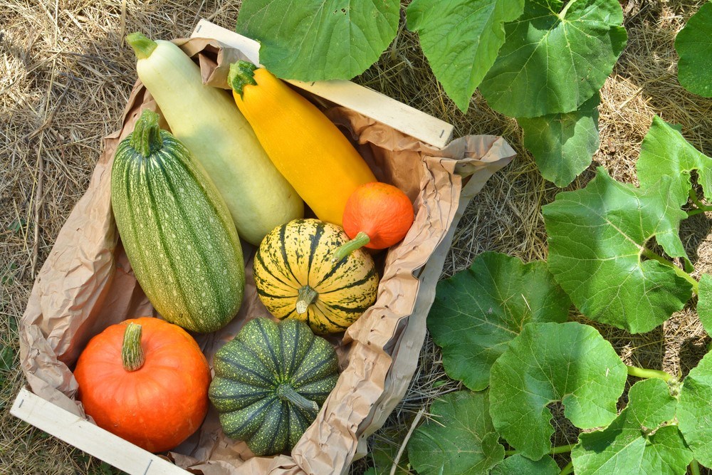 Is Squash Good For You? | Food For Net