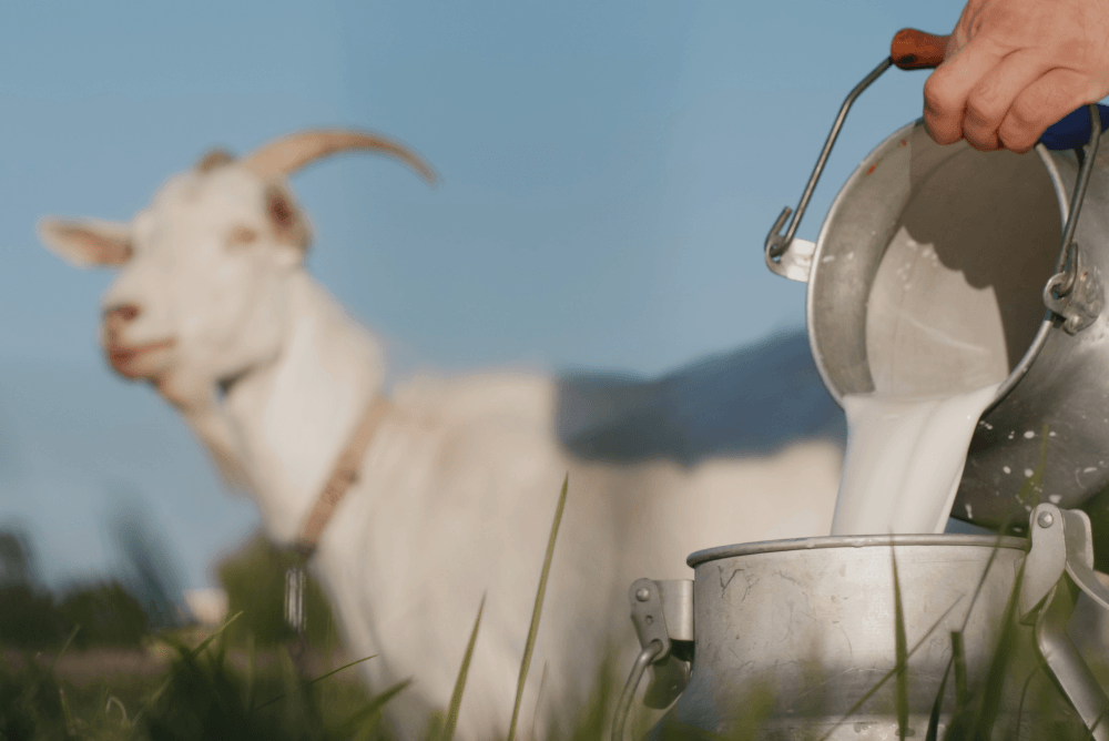 24 Types Of Milk Including Dairy And Plant-Based Options | Food For Net
