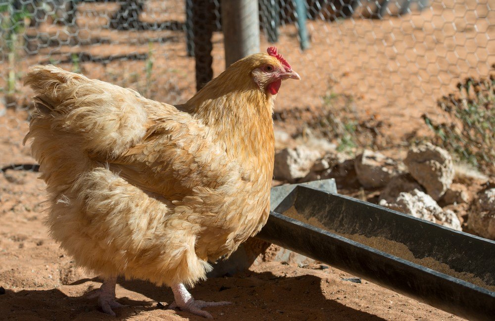 22 Best Meat Chickens You Can Raise Yourself | Food For Net