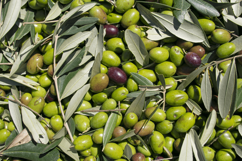 Can You Eat Raw Olives? | Food For Net