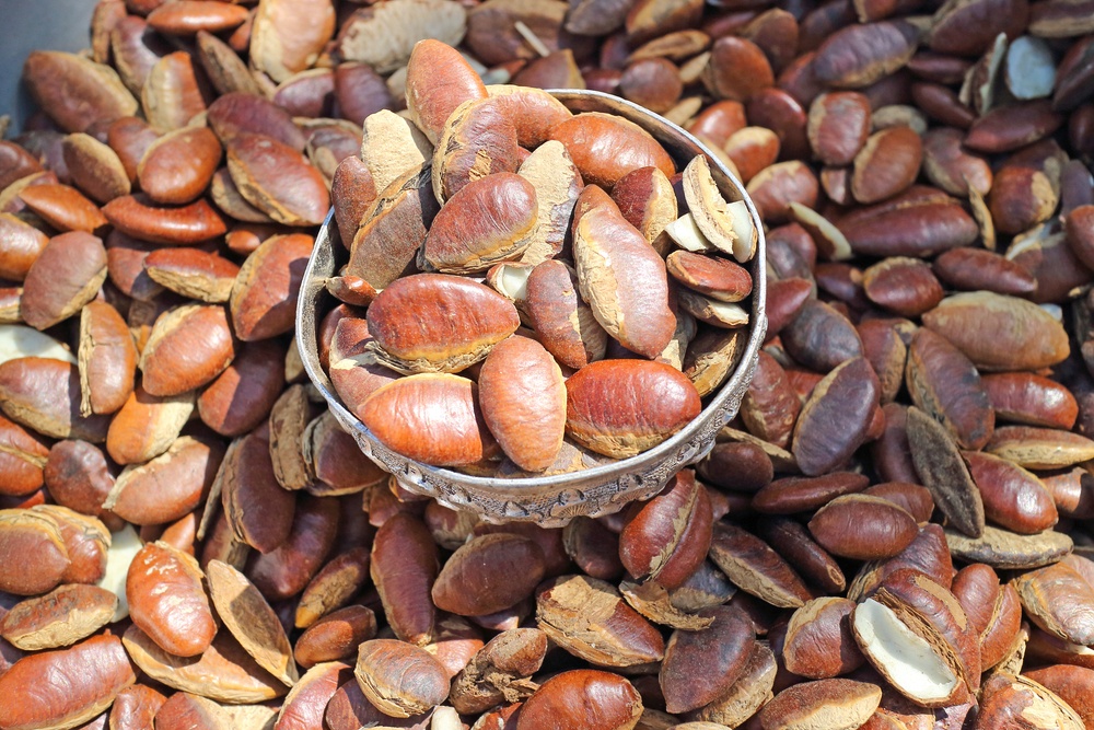 29 Exotic Nuts That You Need To See To Believe | Food For Net