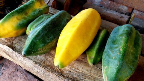 34 Exotic Yellow Fruits In All Shapes And Sizes | Food For Net