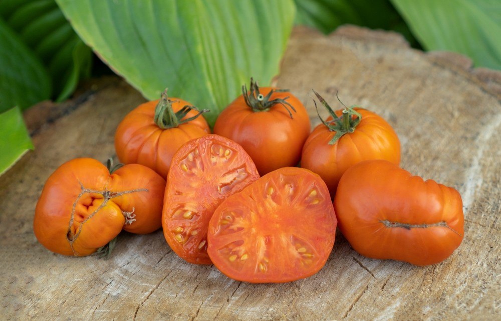 The Best Tomato Varieties For Your Home Garden | Food For Net