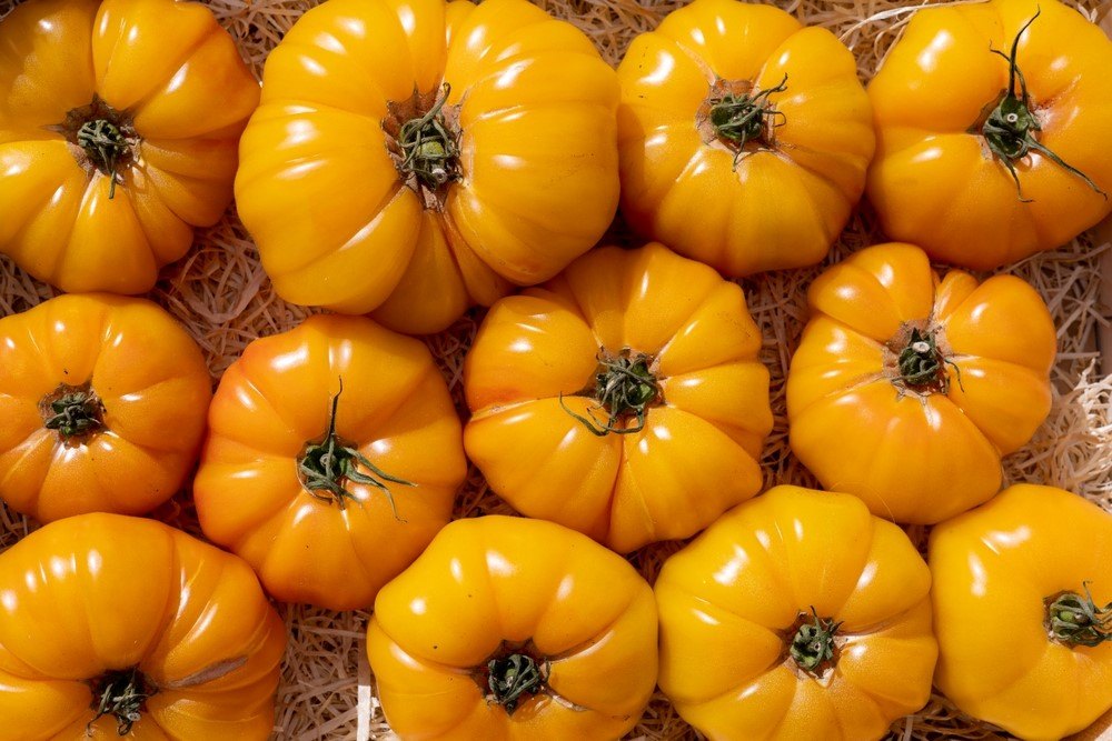 The Best Tomato Varieties For Your Home Garden | Food For Net