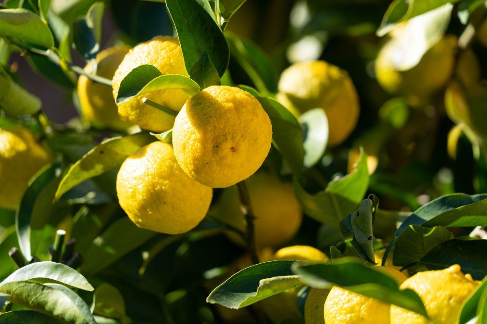 Unexpected And Exotic Citrus Fruit | Food For Net