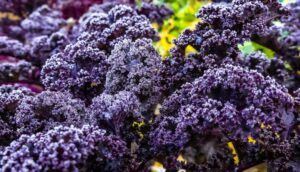 26 Stunning Purple Vegetables To Make Your Plate Come Alive | Food For Net