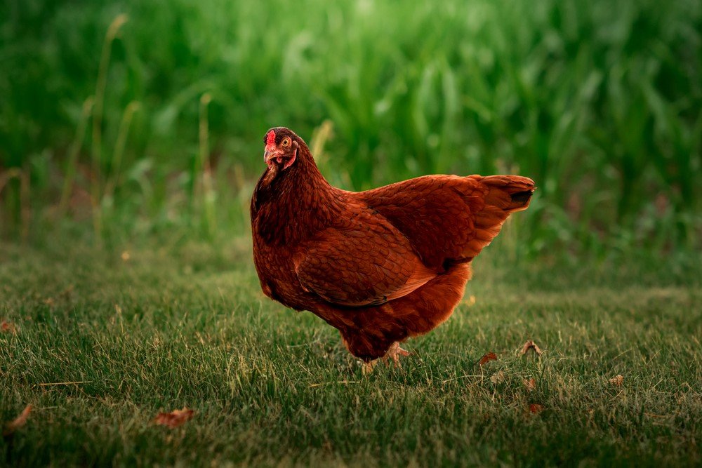 22 Best Meat Chickens You Can Raise Yourself | Food For Net