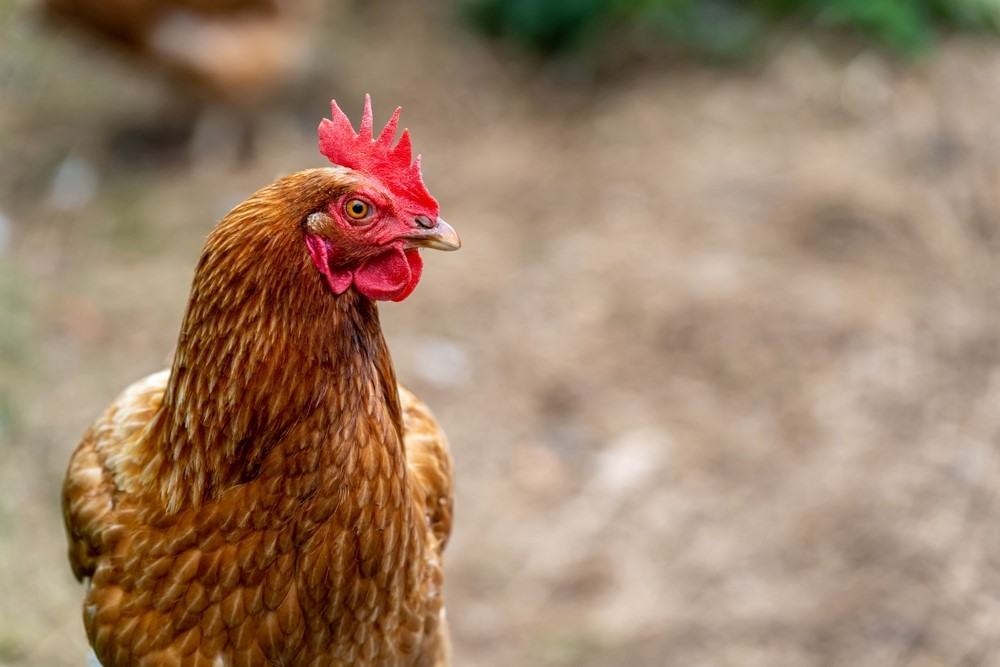 22 Best Meat Chickens You Can Raise Yourself | Food For Net