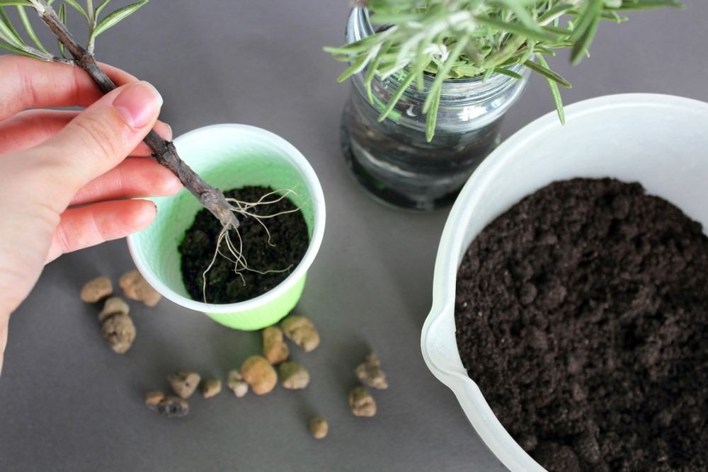 How To Propagate Rosemary From Cuttings | Food For Net