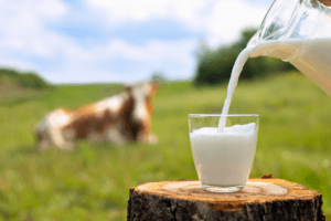 24 Types Of Milk Including Dairy And Plant-Based Options | Food For Net