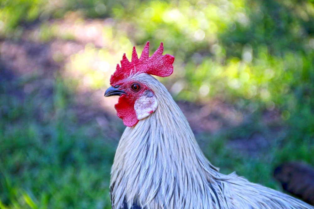 22 Best Meat Chickens You Can Raise Yourself | Food For Net