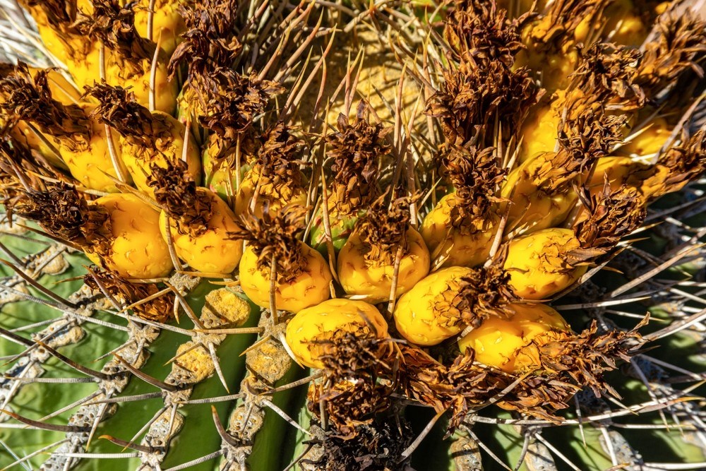34 Exotic Yellow Fruits In All Shapes And Sizes | Food For Net