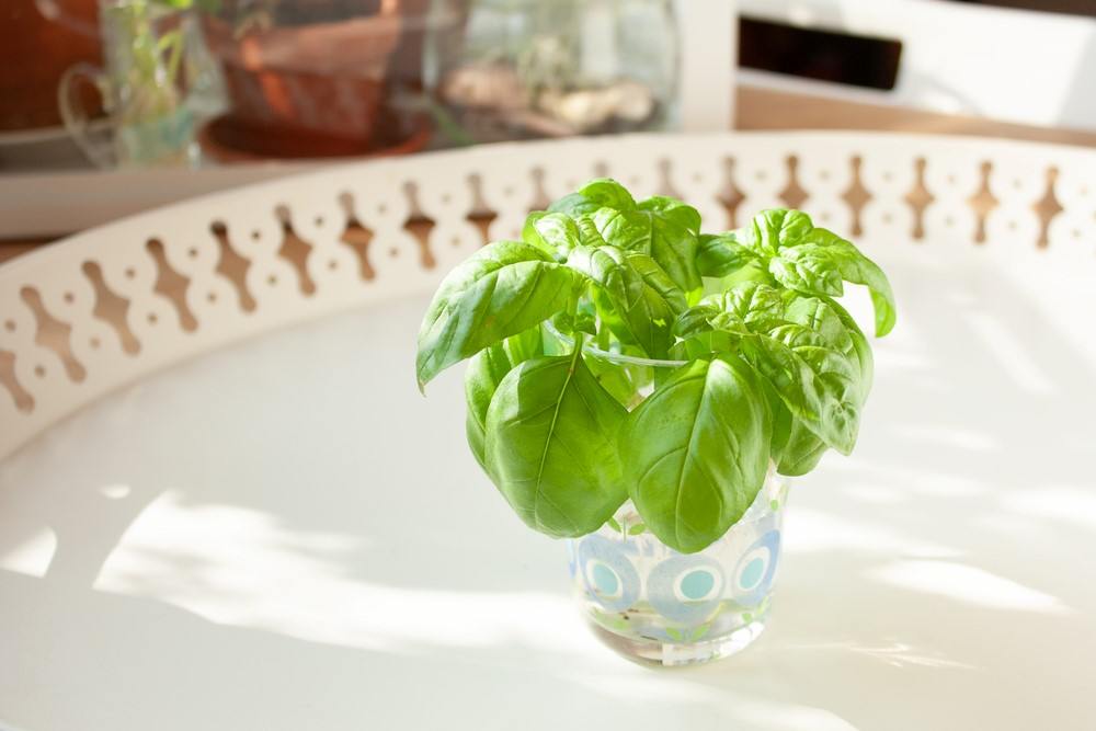 How To Propagate Basil Even Without A Green Thumb | Food For Net