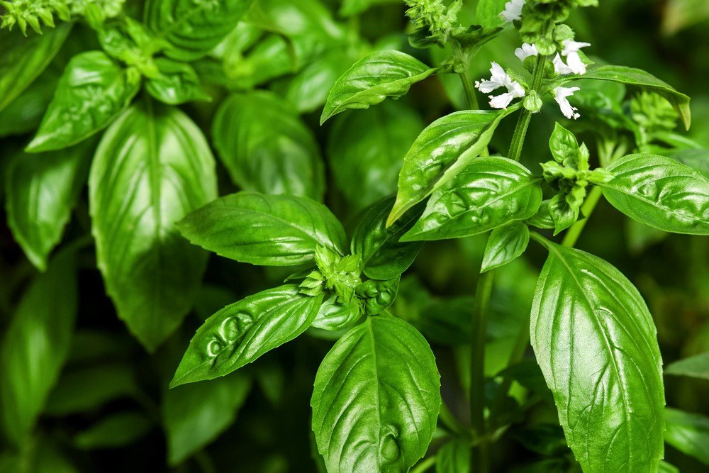 How To Propagate Basil Even Without A Green Thumb | Food For Net