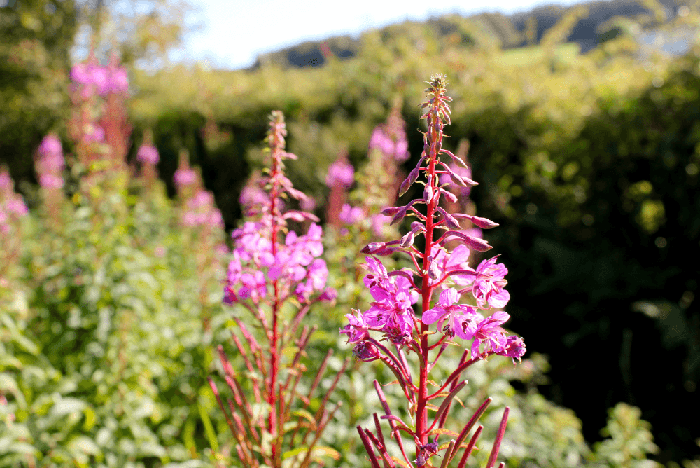 16 Stunning Types Of Honey You Should Try Today | Food For Net