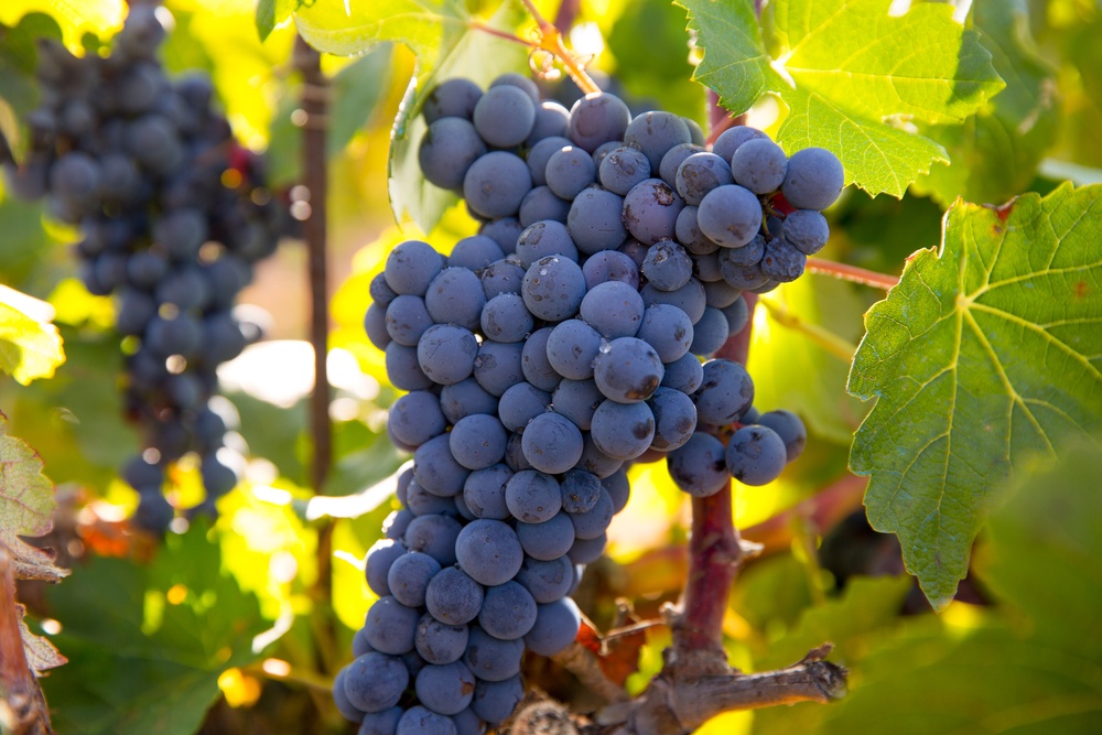 Red Wine Varietal List | Food For Net