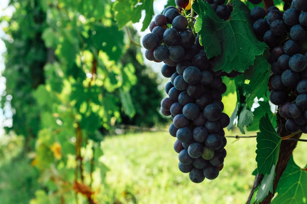 Red Wine Varietal List | Food For Net