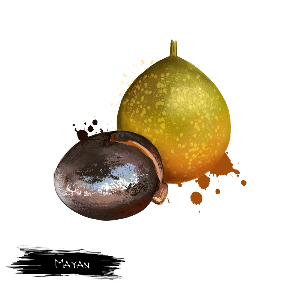 23 Exotic And Weird Nuts That You Need To See To Believe | Food For Net