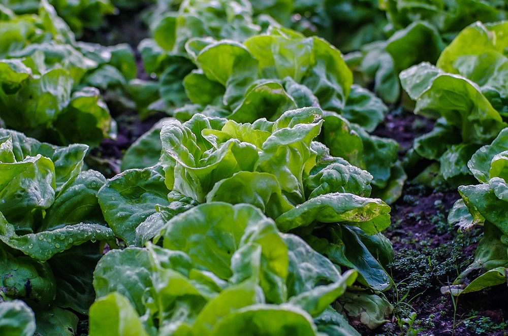 31 Types of Lettuce to Freshen Up Your Salad Game | Food For Net