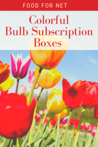 3 Colorful Bulb Subscription Boxes + Gift Basket | Food For Net