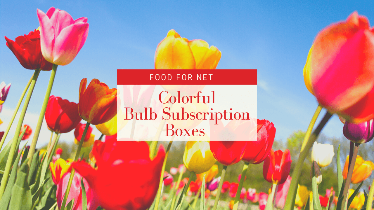 3 Colorful Bulb Subscription Boxes + Gift Basket | Food For Net