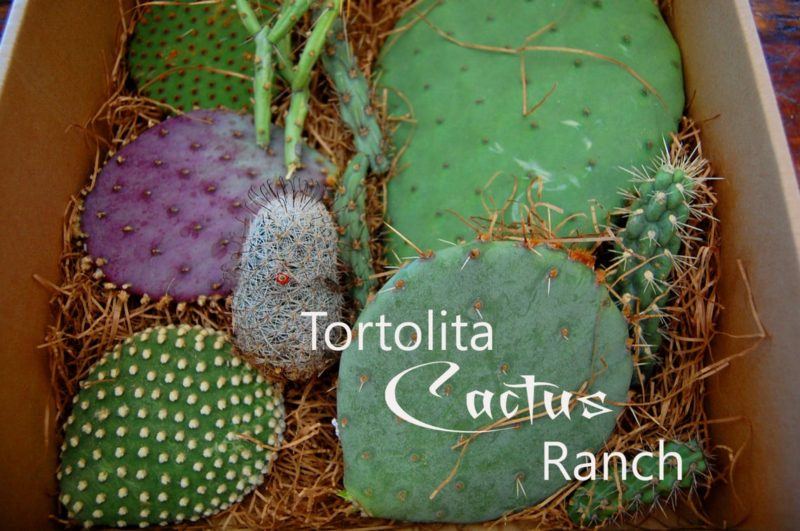 Unique Cactus of the Month Clubs+Cacti Gifts | Food For Net