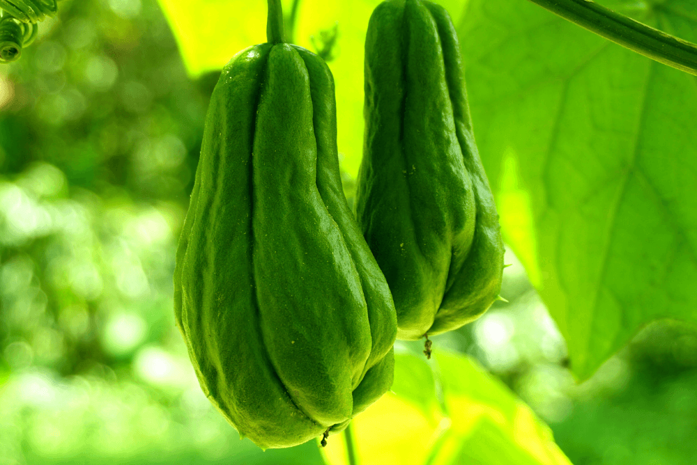 Can You Eat Chayote Raw? | Food For Net