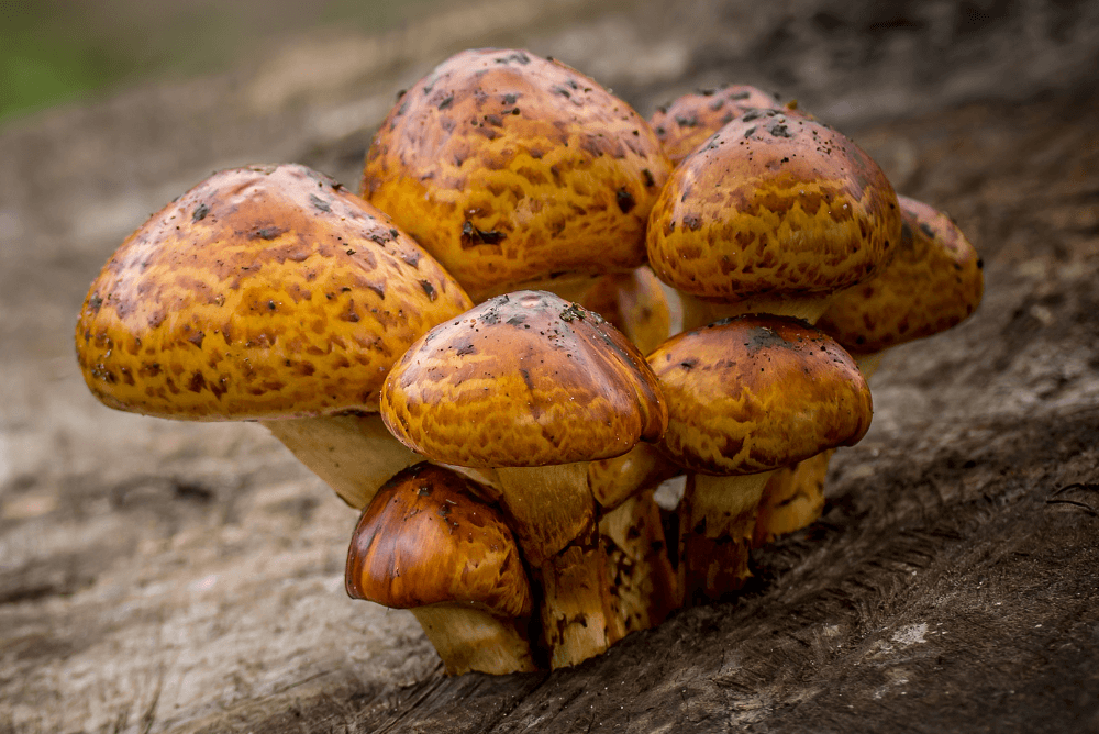 19 Types Of Mushrooms You Can Enjoy At Home | Food For Net