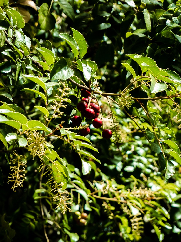 29 Exotic Nuts That You Need To See To Believe | Food For Net