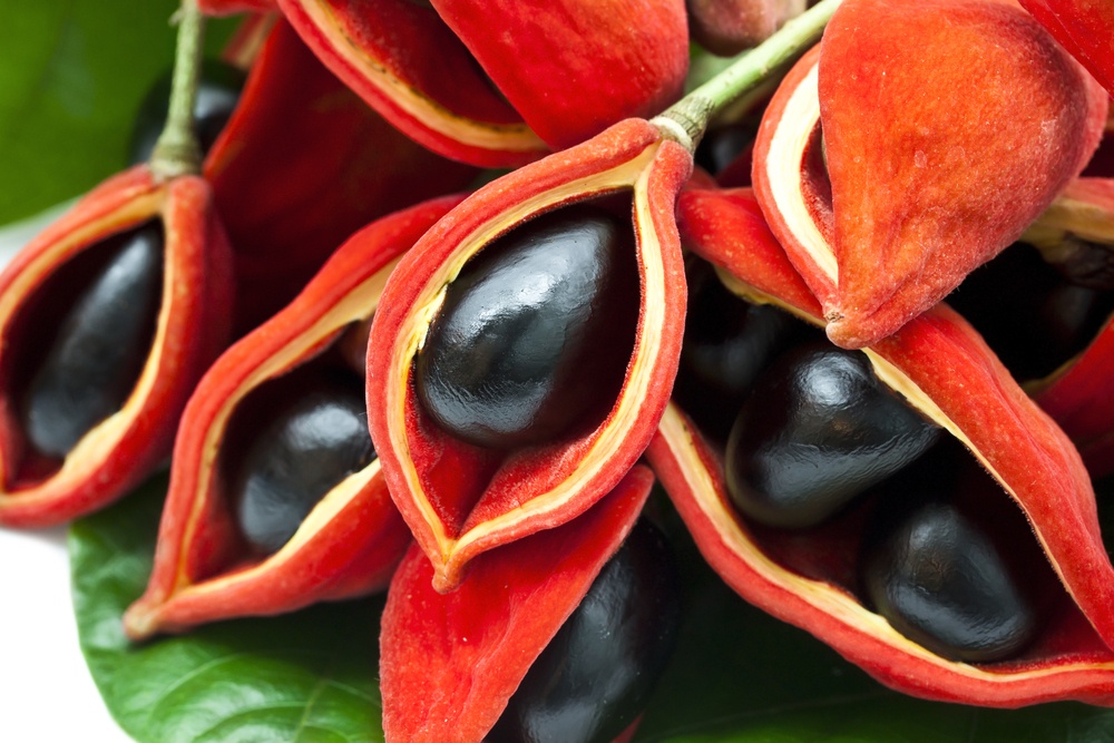 29 Exotic Nuts That You Need To See To Believe | Food For Net